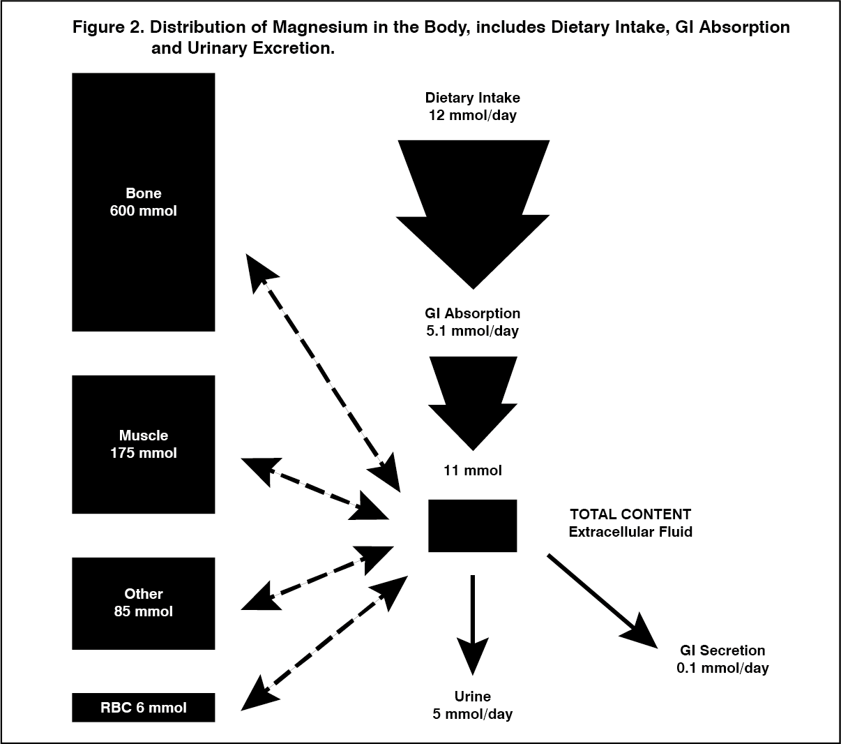 Mag-Tab SR Mechanism of Action | MIMS Hong Kong