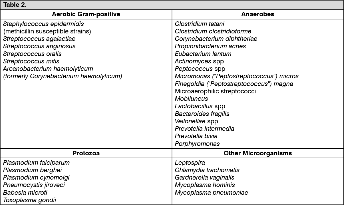 RiteMED Clindamycin Mechanism of Action | MIMS Philippines