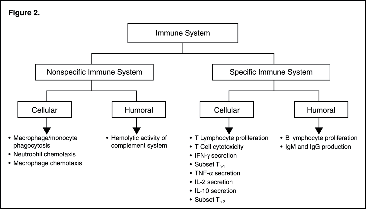 Stimuno Mechanism of Action | MIMS Philippines